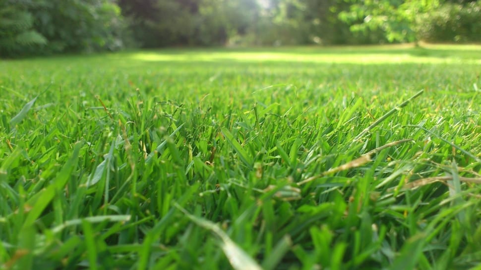 Somer grasperk sorg: hoe om u grasperk in elke klimaat te onderhou ...