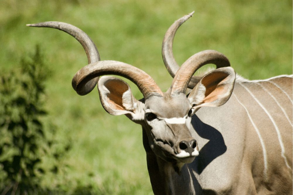 Orale entstof op wilde koedoes getoets - Gobabis.com.na